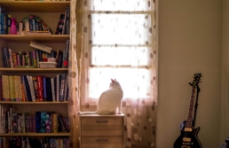 BS - Animal Life - ETC Creative